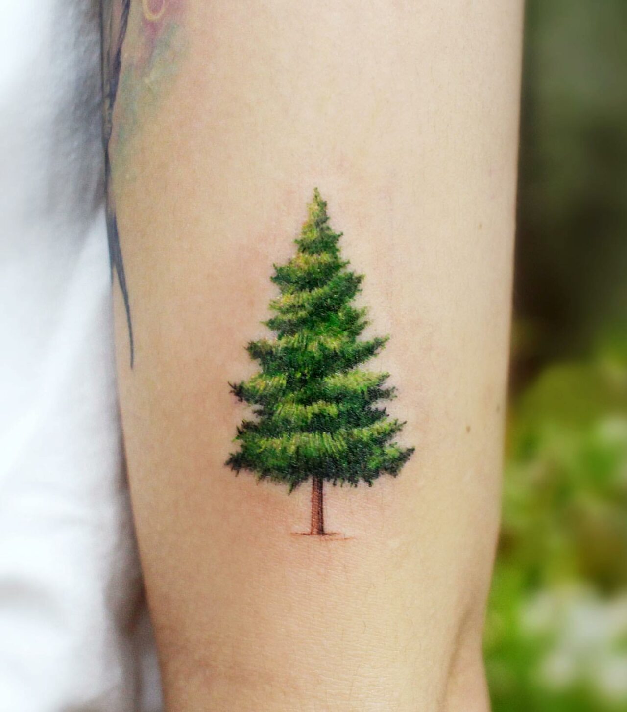 20 Stunning Pine Tree Tattoo Ideas for Men & Women in 2023
