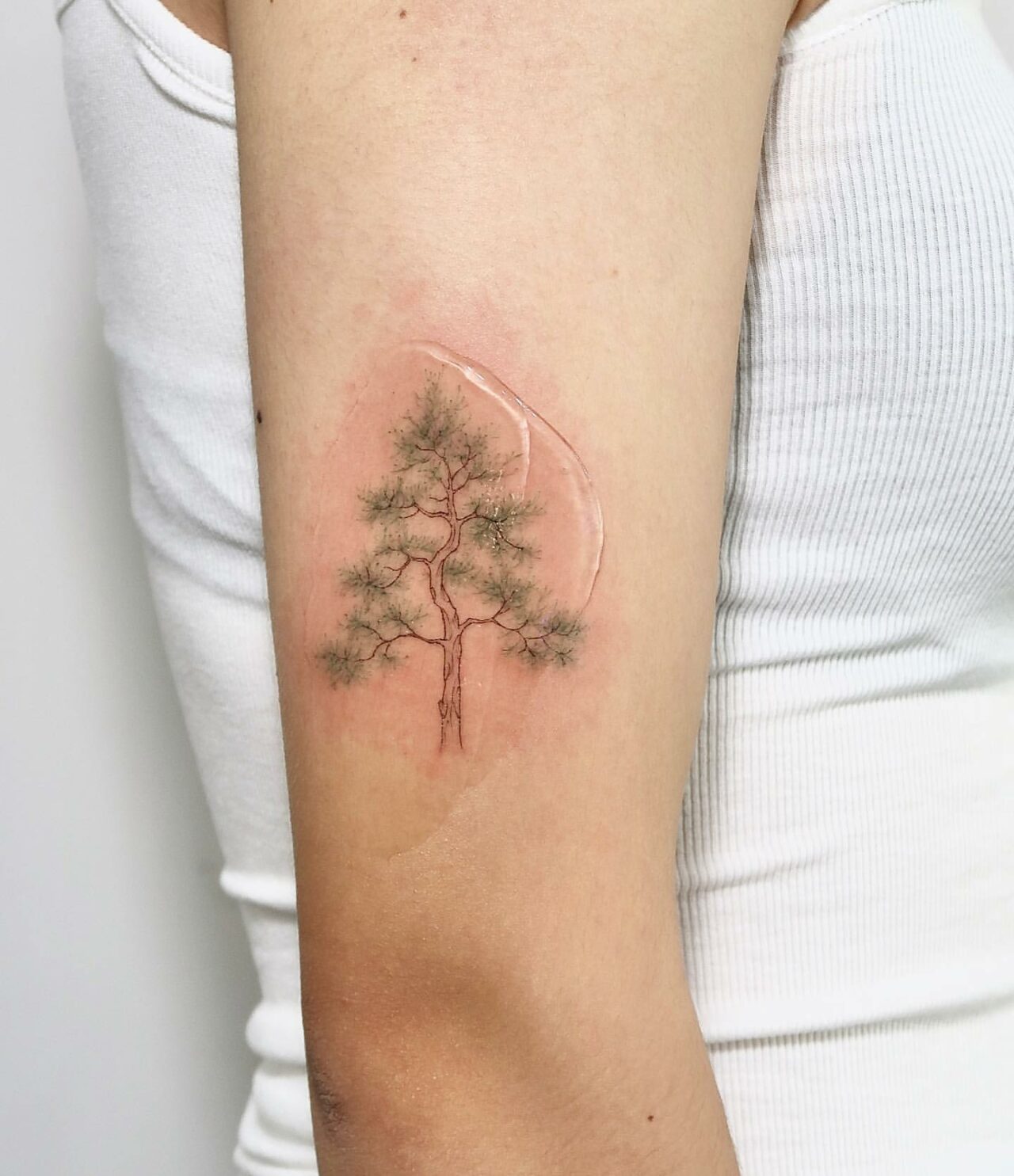 20 Stunning Pine Tree Tattoo Ideas for Men & Women in 2024